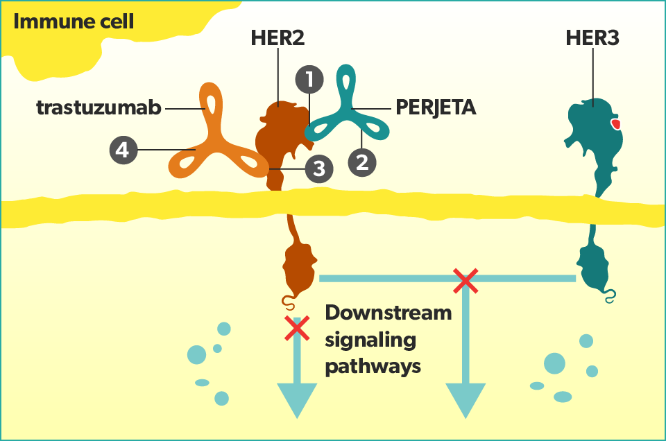 Proposed Mechanism of Action | PHESGO® (pertuzumab / trastuzumab / hyaluronidase-zzfx)