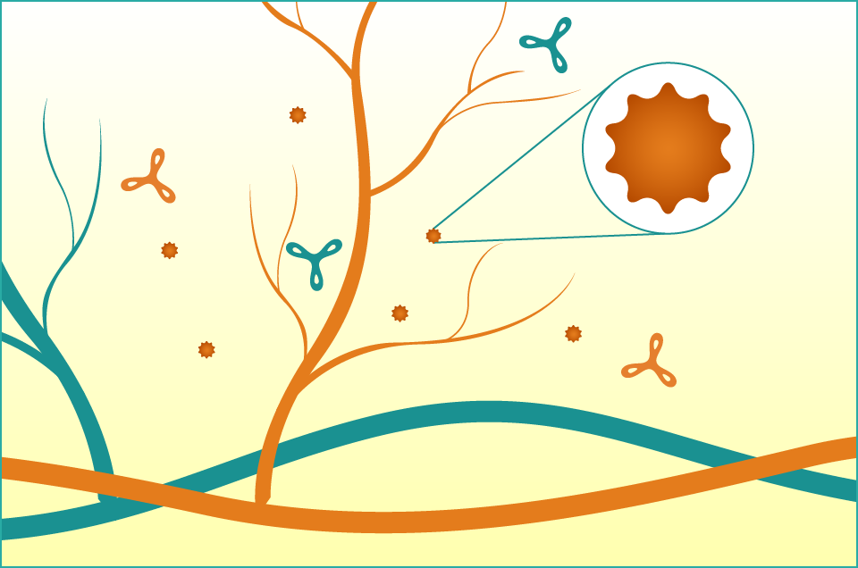 Proposed Mechanism of Action | PHESGO® (pertuzumab / trastuzumab / hyaluronidase-zzfx)