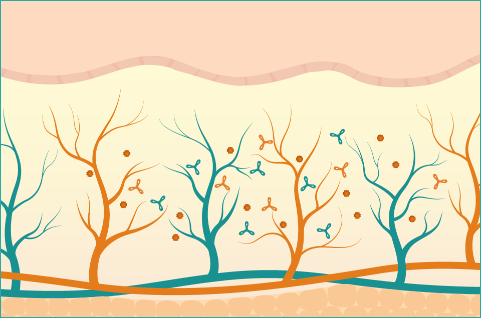 Proposed Mechanism of Action | PHESGO® (pertuzumab / trastuzumab / hyaluronidase-zzfx)