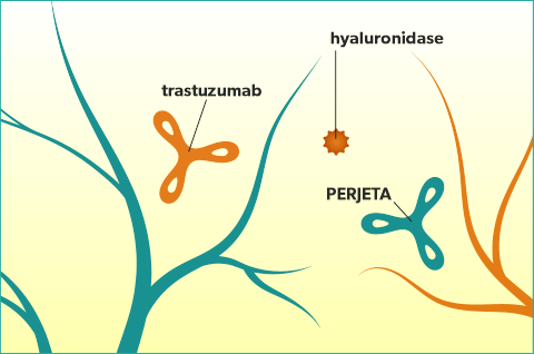 Trastuzumab Mechanism Of Action